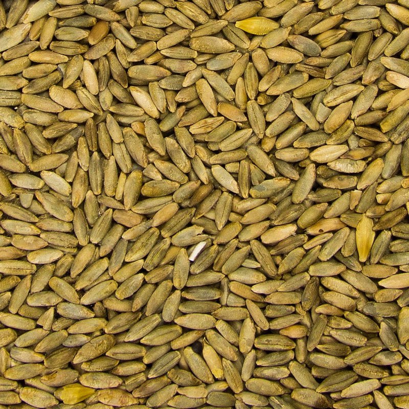 Rye grain, 1,90 €, Medicinal Mushroom Onlineshop - Tyroler Glückspilze